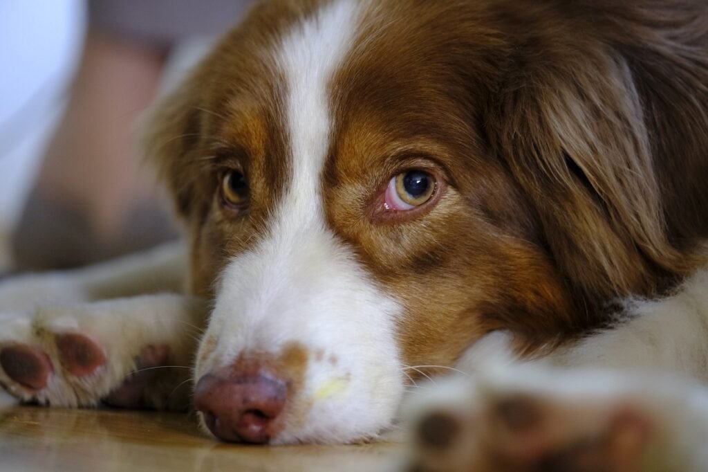 How Do I Handle Prey Drive In My Australian Shepherd During Training ...